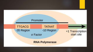 Basic principle of transcription, organization of transcriptional units ...