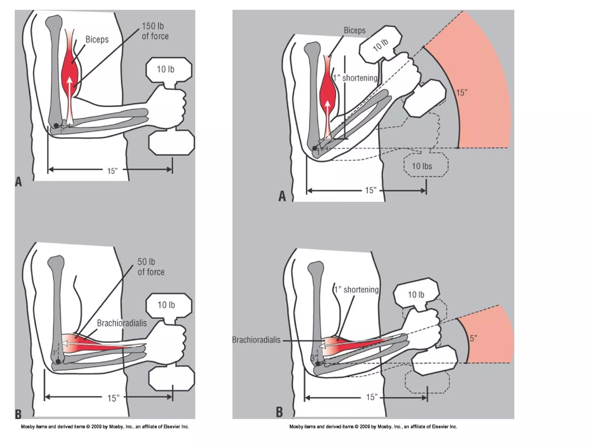 Basic principles of Kinesiology | PPT