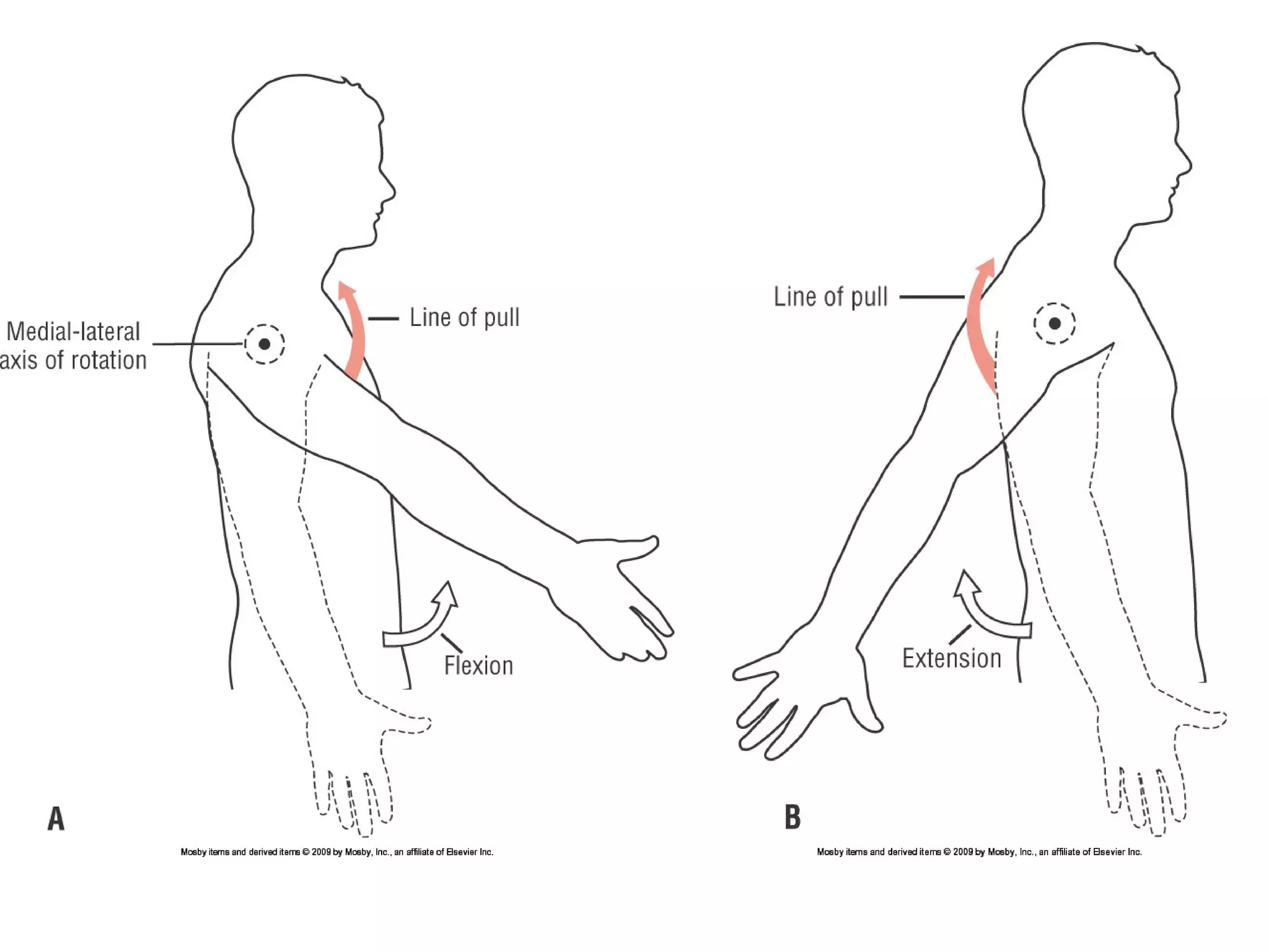Basic principles of Kinesiology | PPT