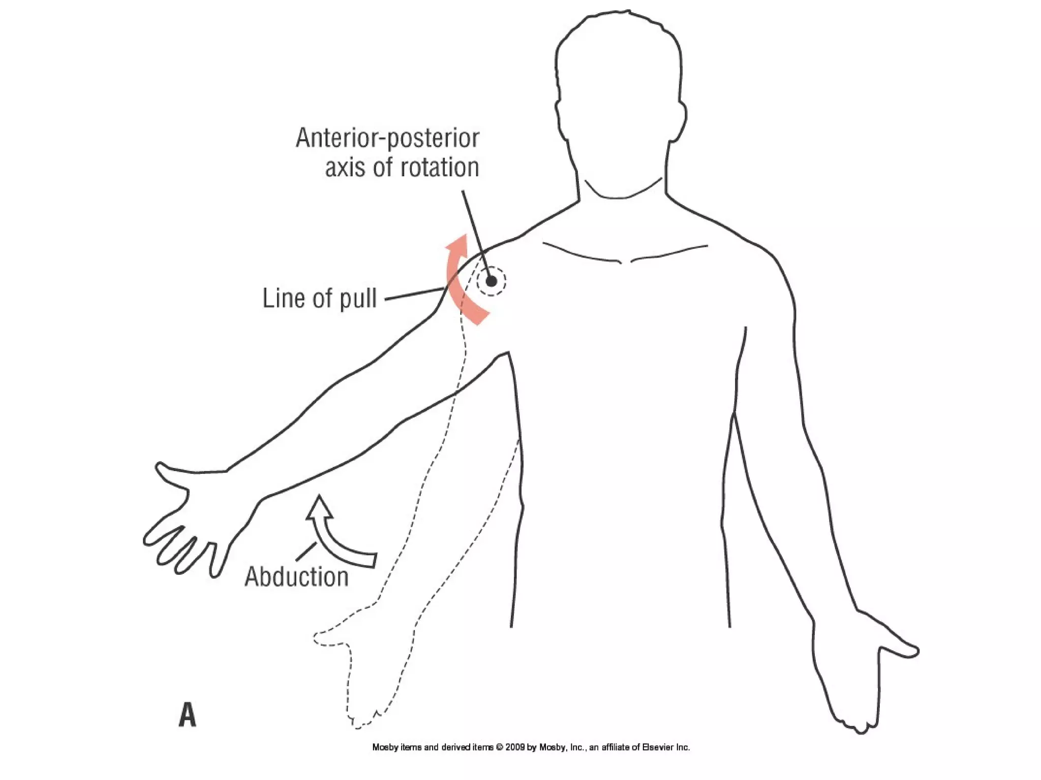 Basic principles of Kinesiology | PPT