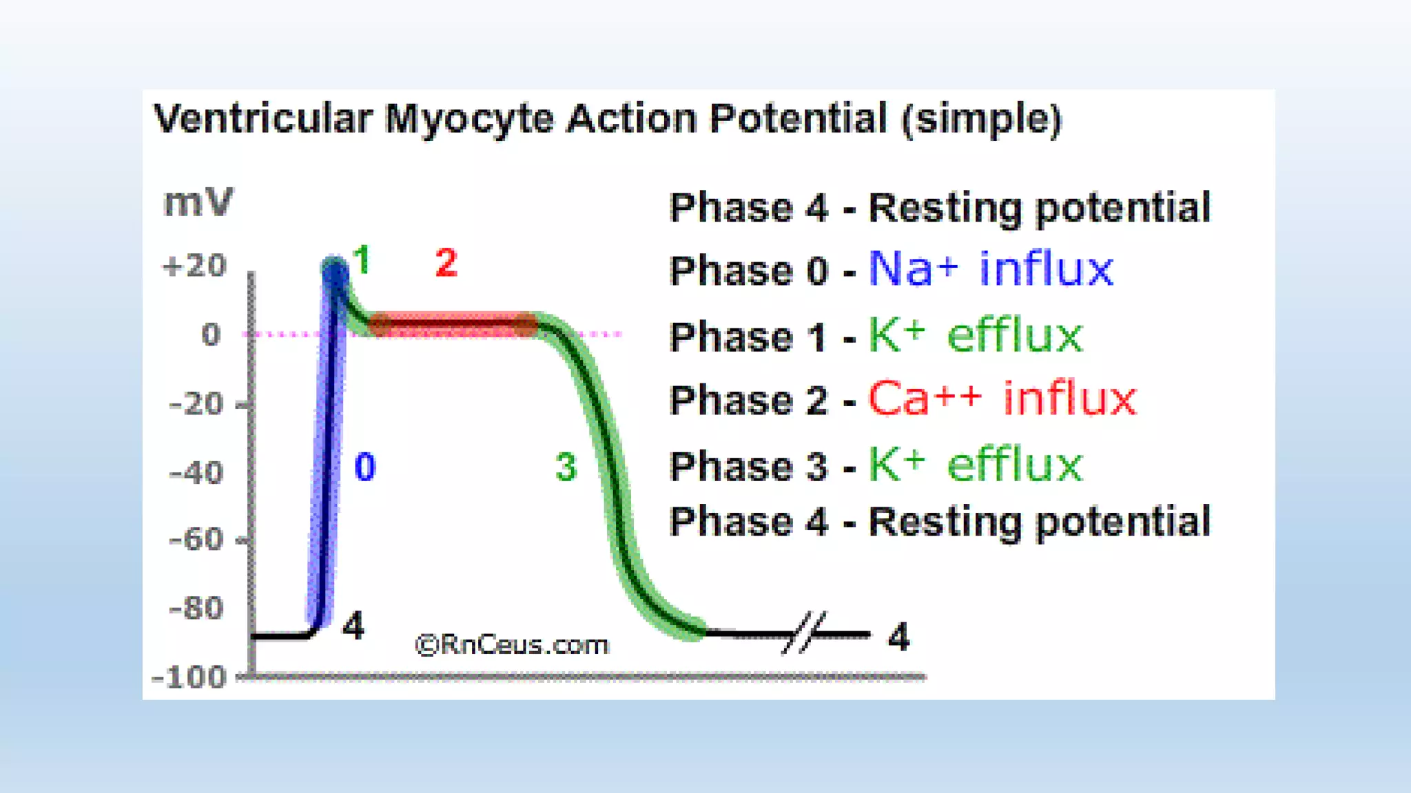 BASICS OF ECG pptx.pptx