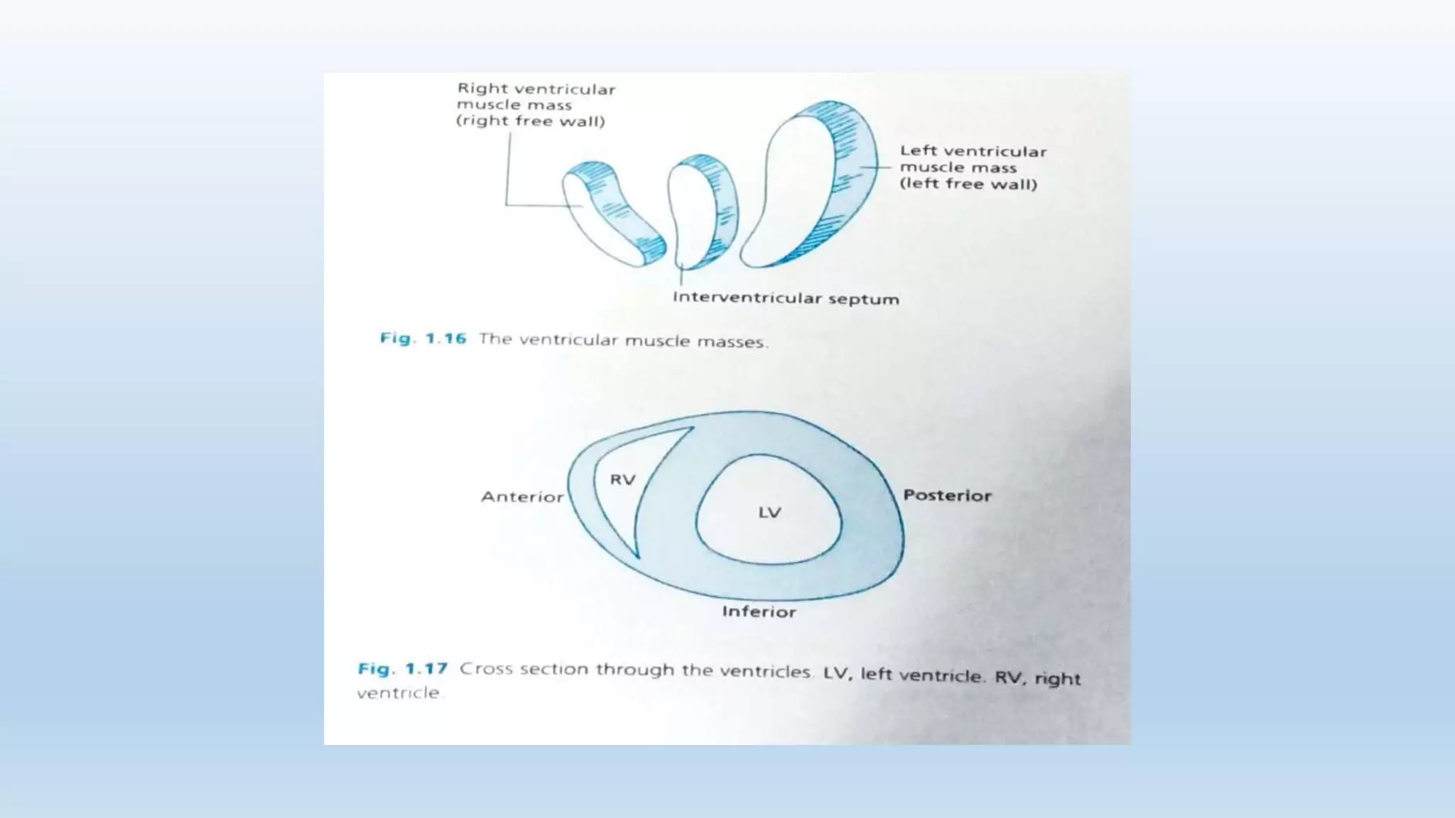 BASICS OF ECG pptx.pptx