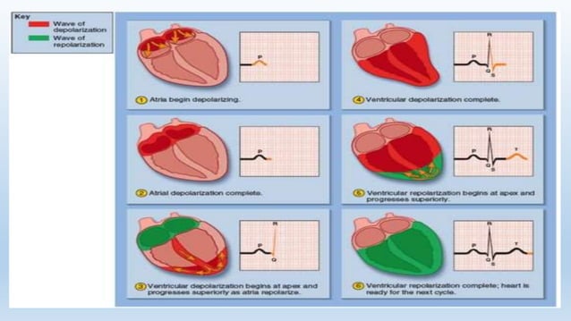 BASICS OF ECG pptx.pptx