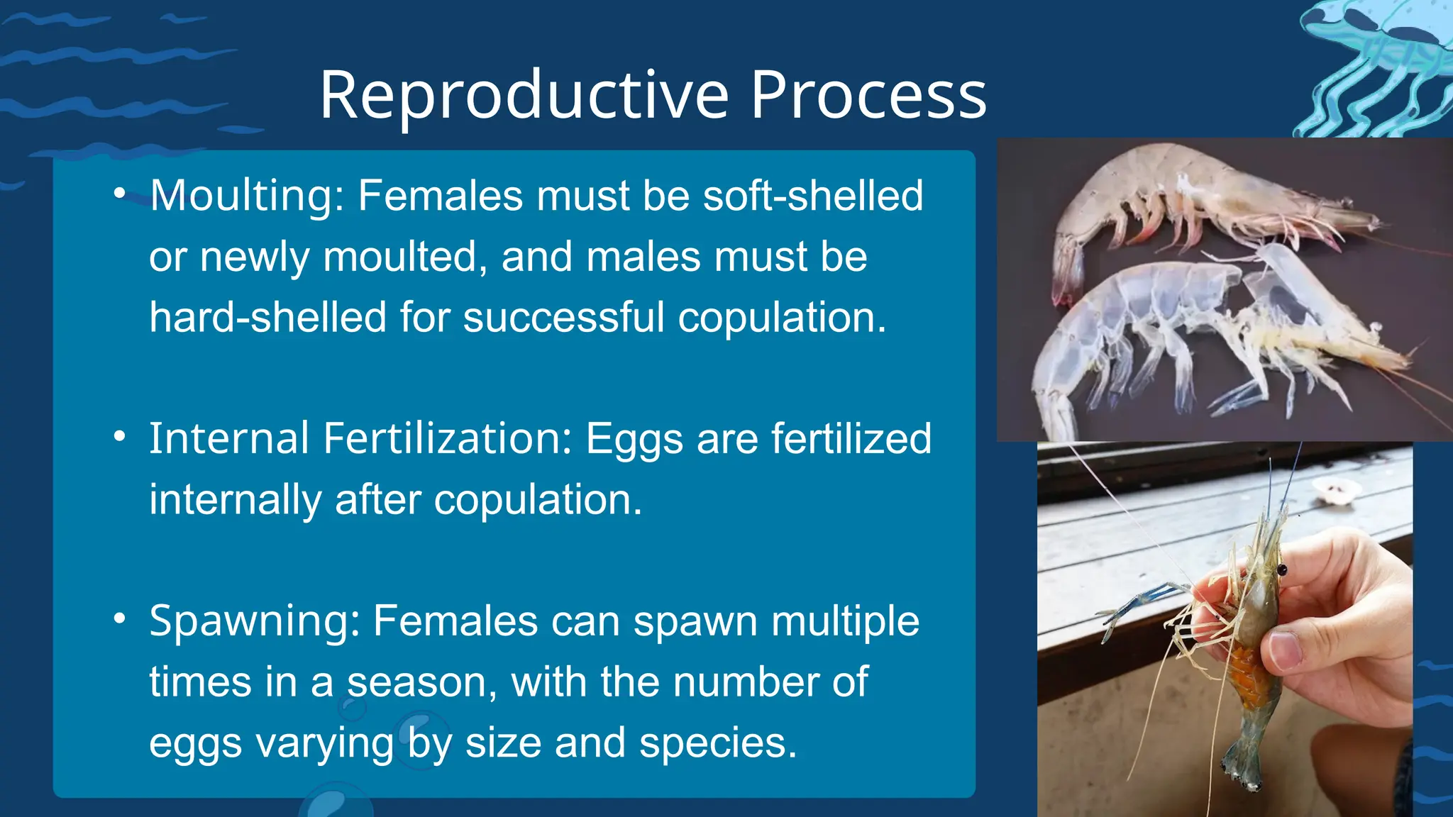 Basic Principles of Animal Breeding.pptx