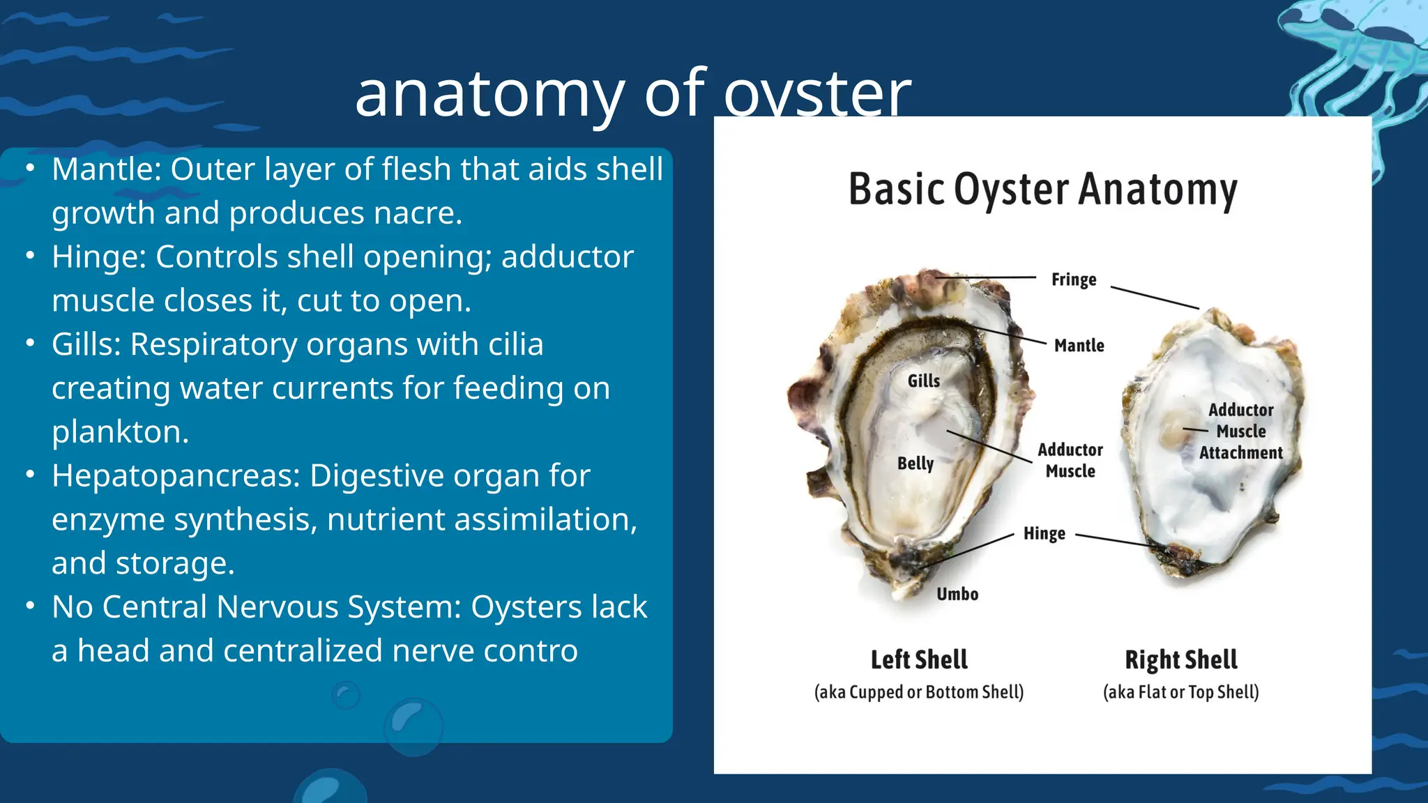 Basic Principles of Animal Breeding.pptx