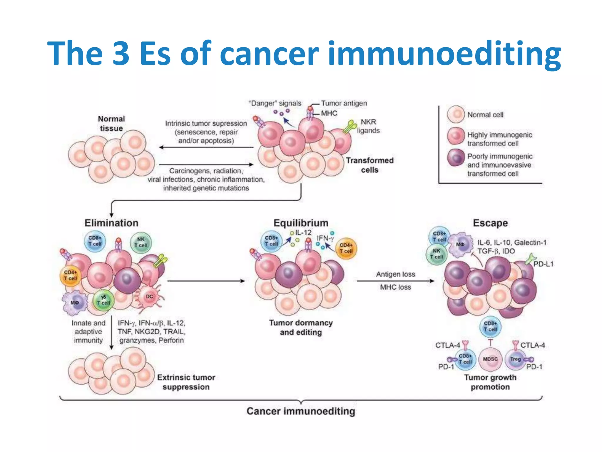 Basic principles of cancer immunotherapy | PPTX