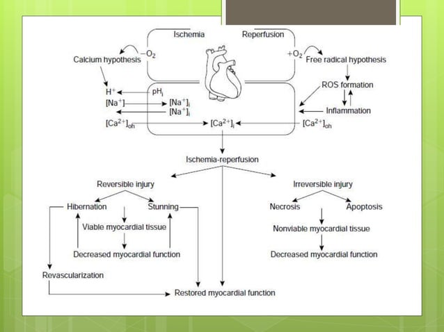 Basic principles of cardioplegia | PPTX