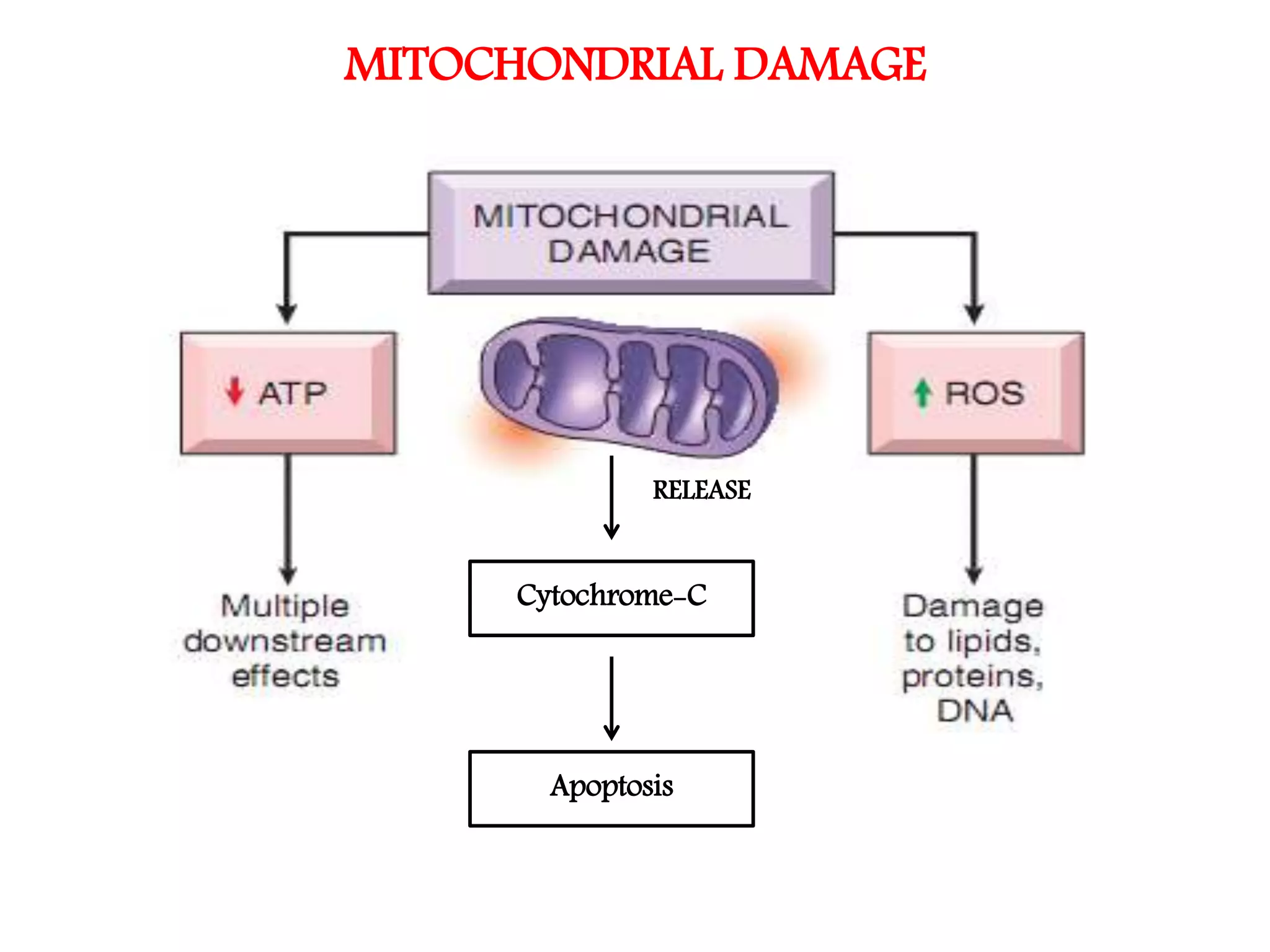 Basic principles of cell injury | PPTX