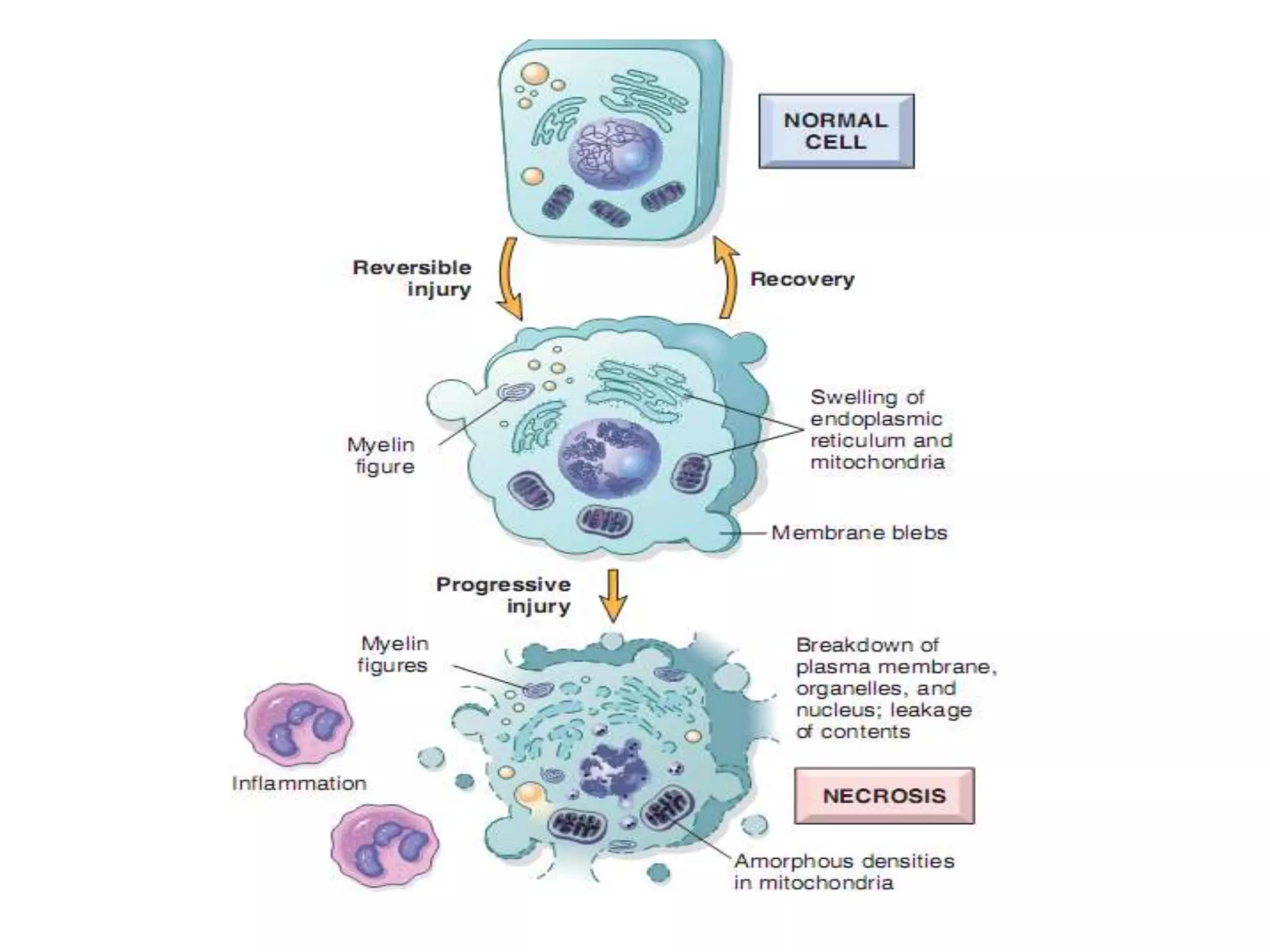 Basic principles of cell injury | PPTX