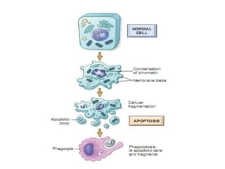 Basic principles of cell injury | PPTX
