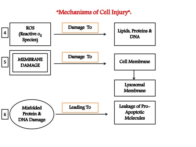 Basic principles of cell injury