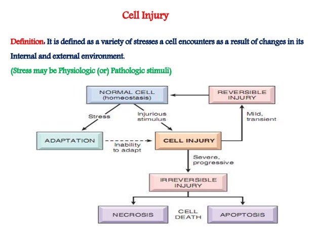 Basic principles of cell injury