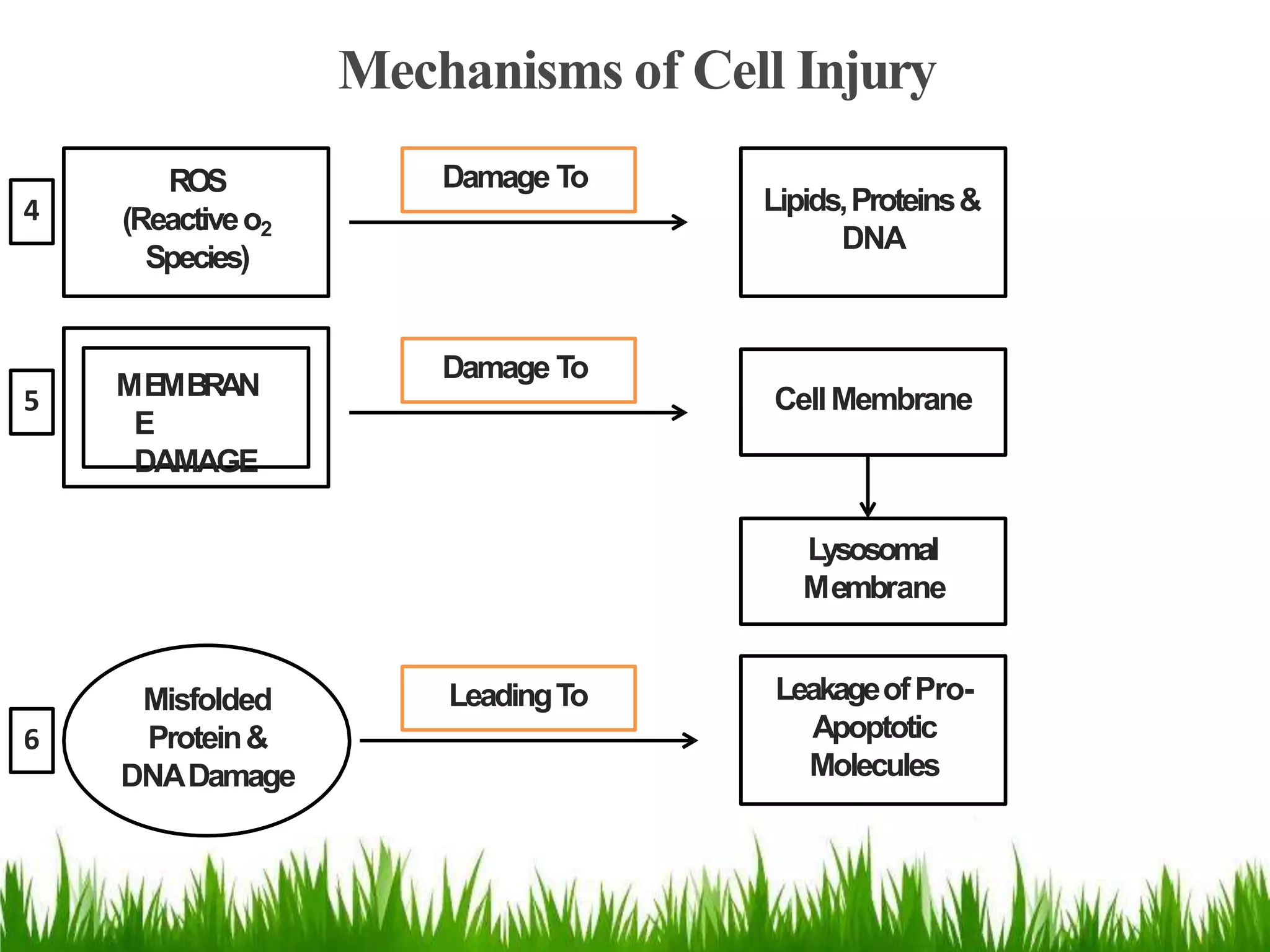 Basic principles of cell injury | PPTX