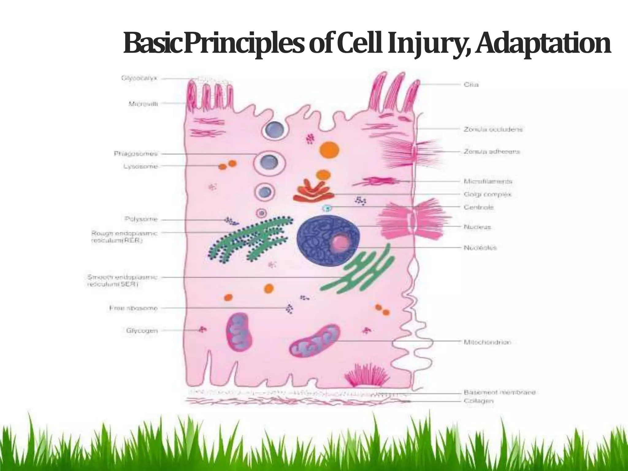Basic principles of cell injury | PPTX