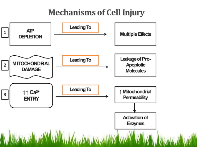Basic principles of cell injury | PPTX