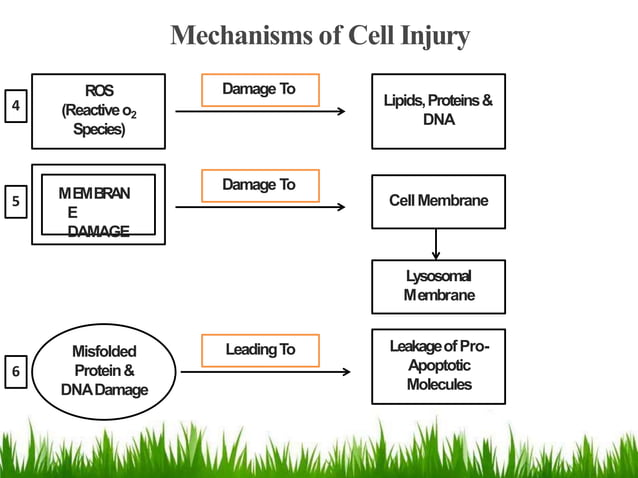 Basic principles of cell injury | PPTX