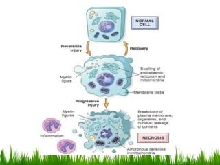 Basic principles of cell injury | PPTX
