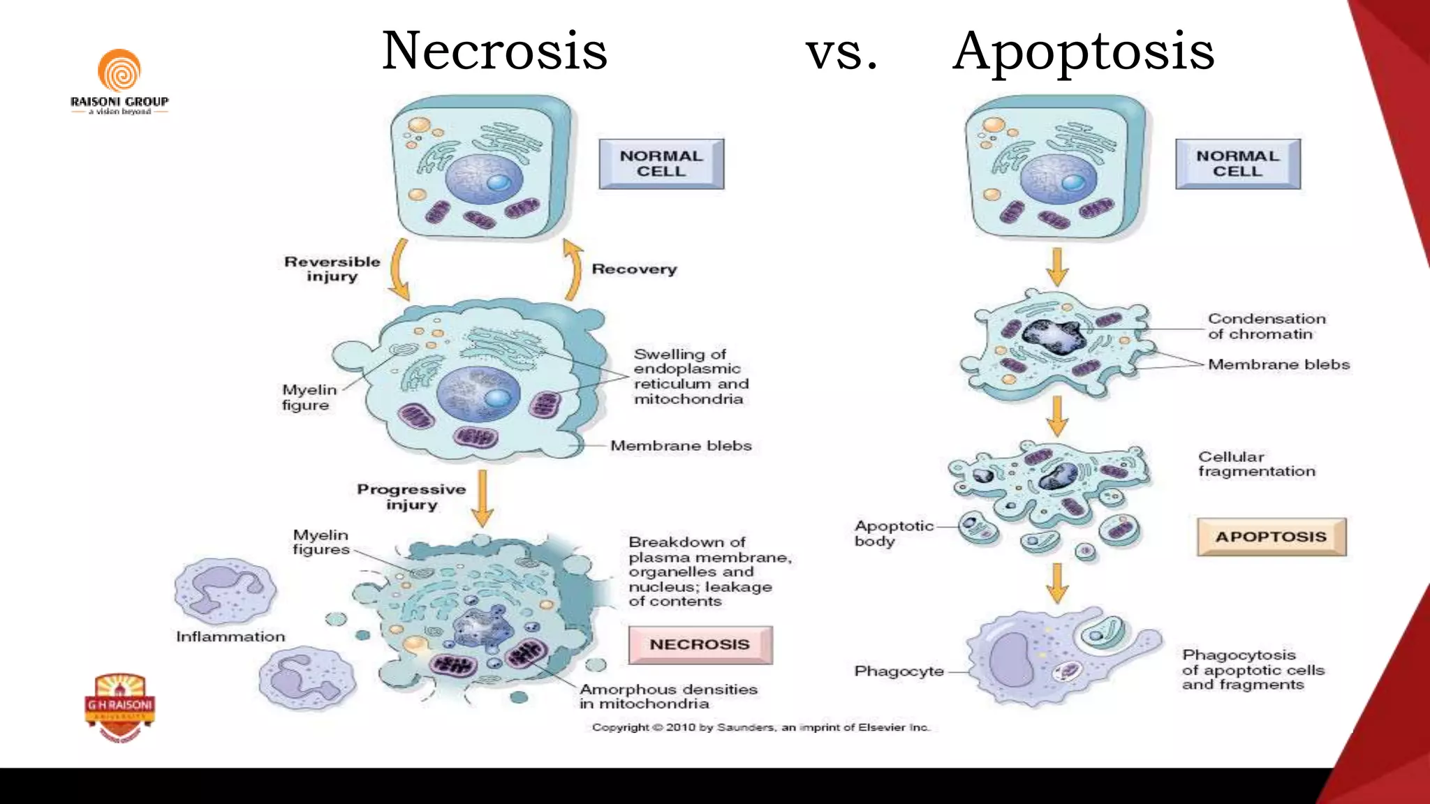 Basic Principles of Cell Injury and Adaptation.pptx
