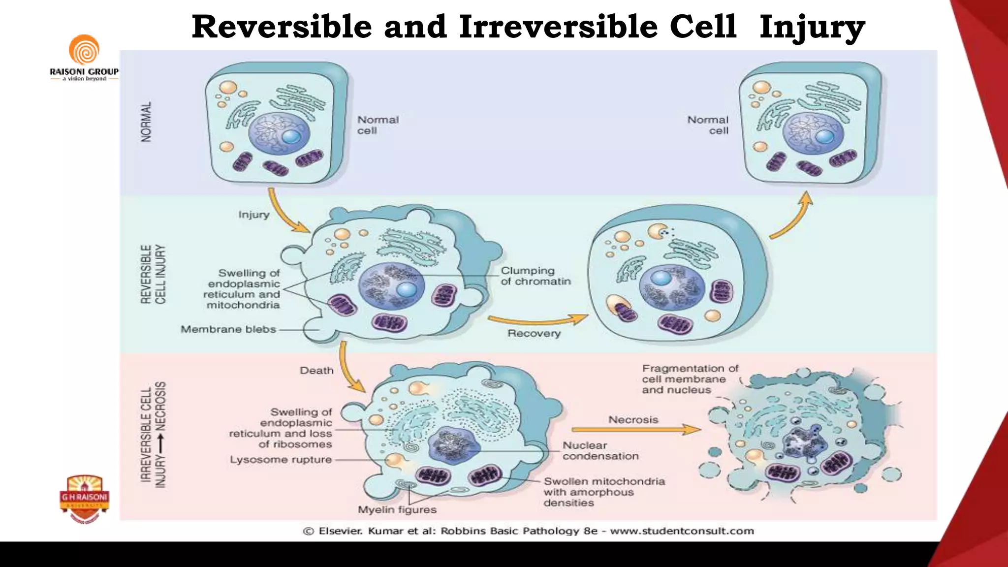 Basic Principles of Cell Injury and Adaptation.pptx