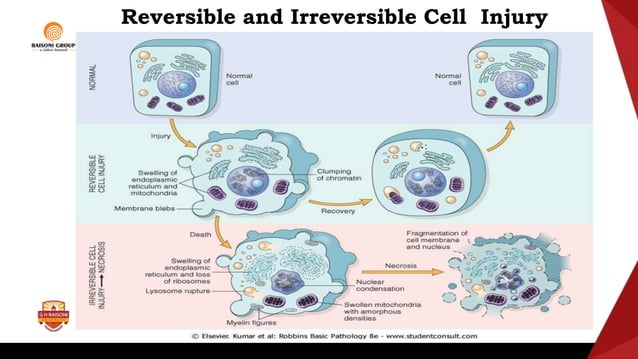 Basic Principles of Cell Injury and Adaptation.pptx | Biological ...