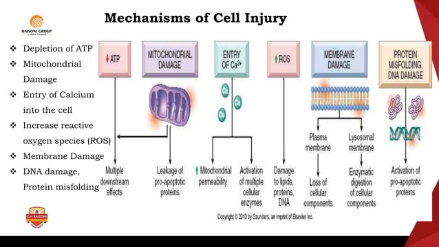 Basic Principles of Cell Injury and Adaptation.pptx | Biological ...