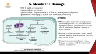 Basic Principles of Cell Injury and Adaptation.pptx