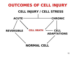 Basic principles of Cell injury and Adaptation.pptx