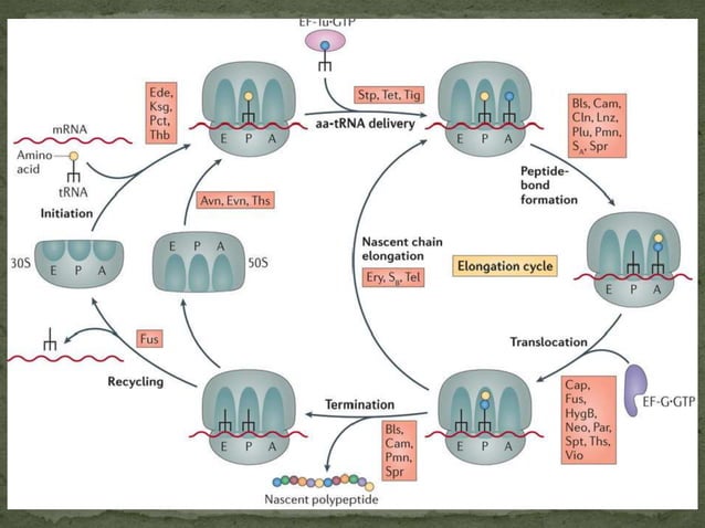 Basic Principles of Chemotherapy | PPTX | Chemistry | Science