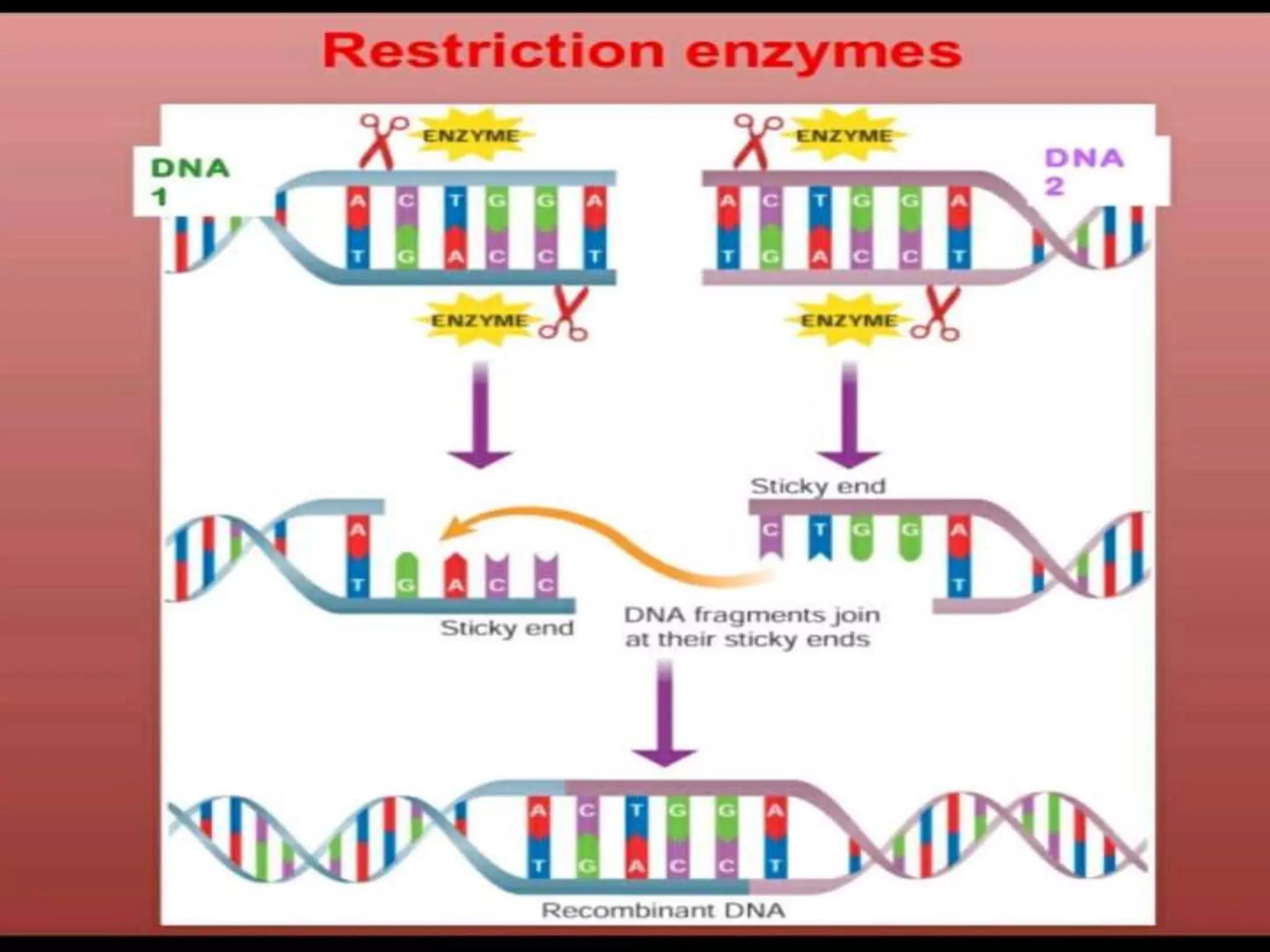 Basic principles of genetic engineering | PPTX