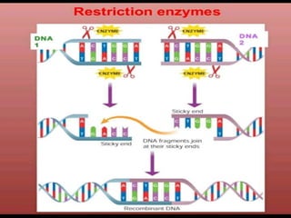 Basic principles of genetic engineering | PPTX