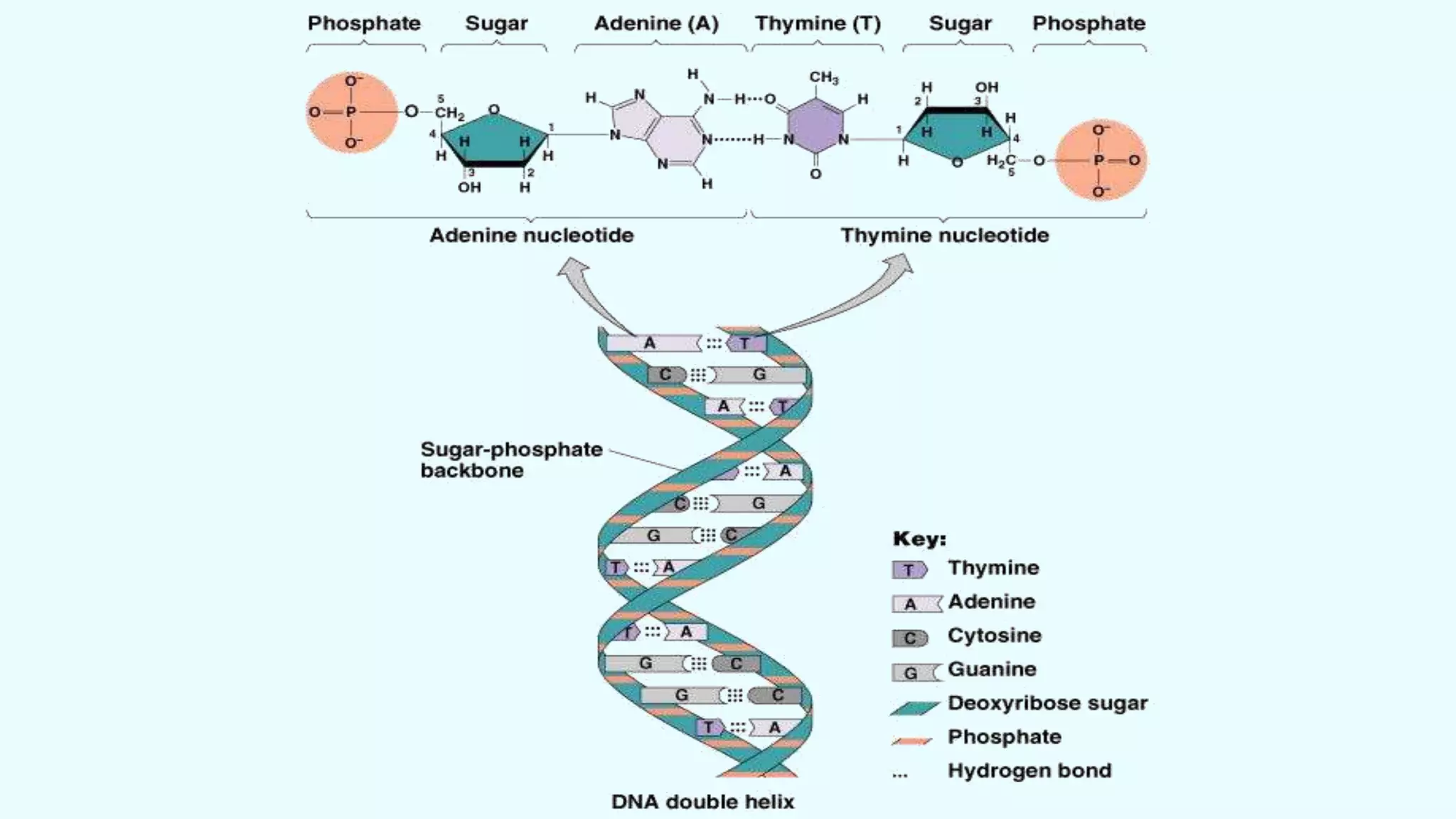 Basic Principles of Genetics | PPTX