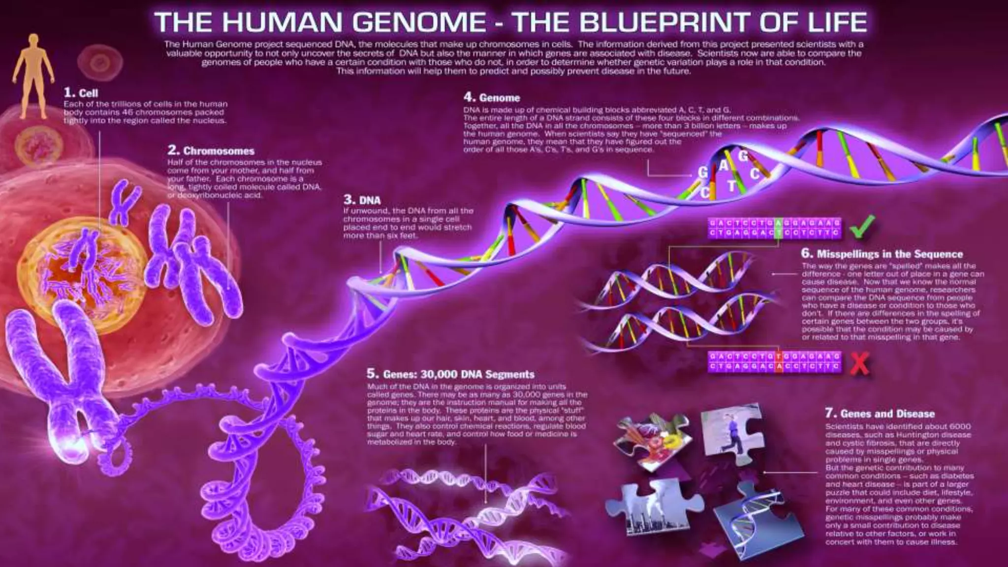 Basic Principles of Genetics | PPTX