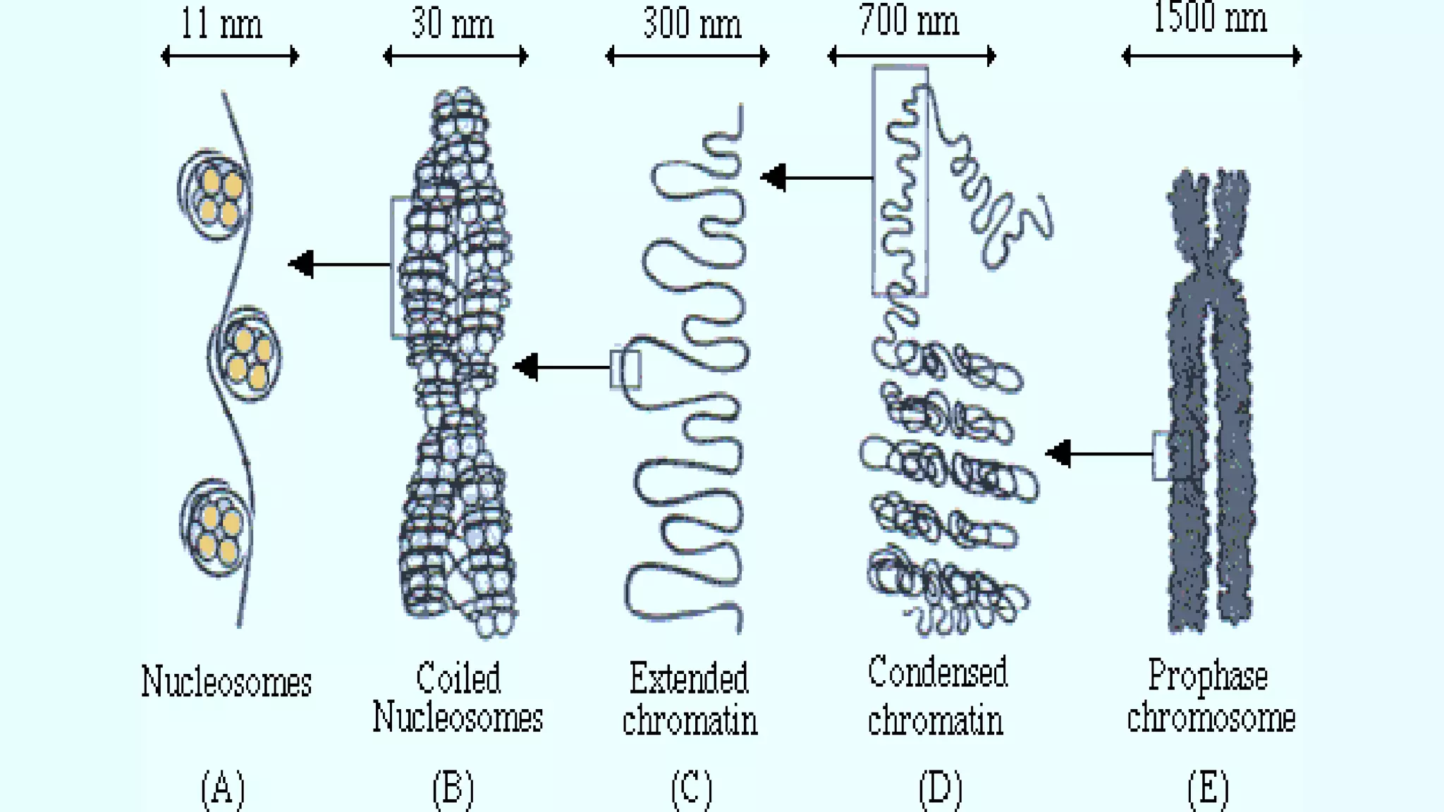 Basic Principles of Genetics | PPTX
