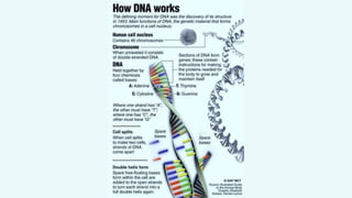 Basic Principles of Genetics | PPTX