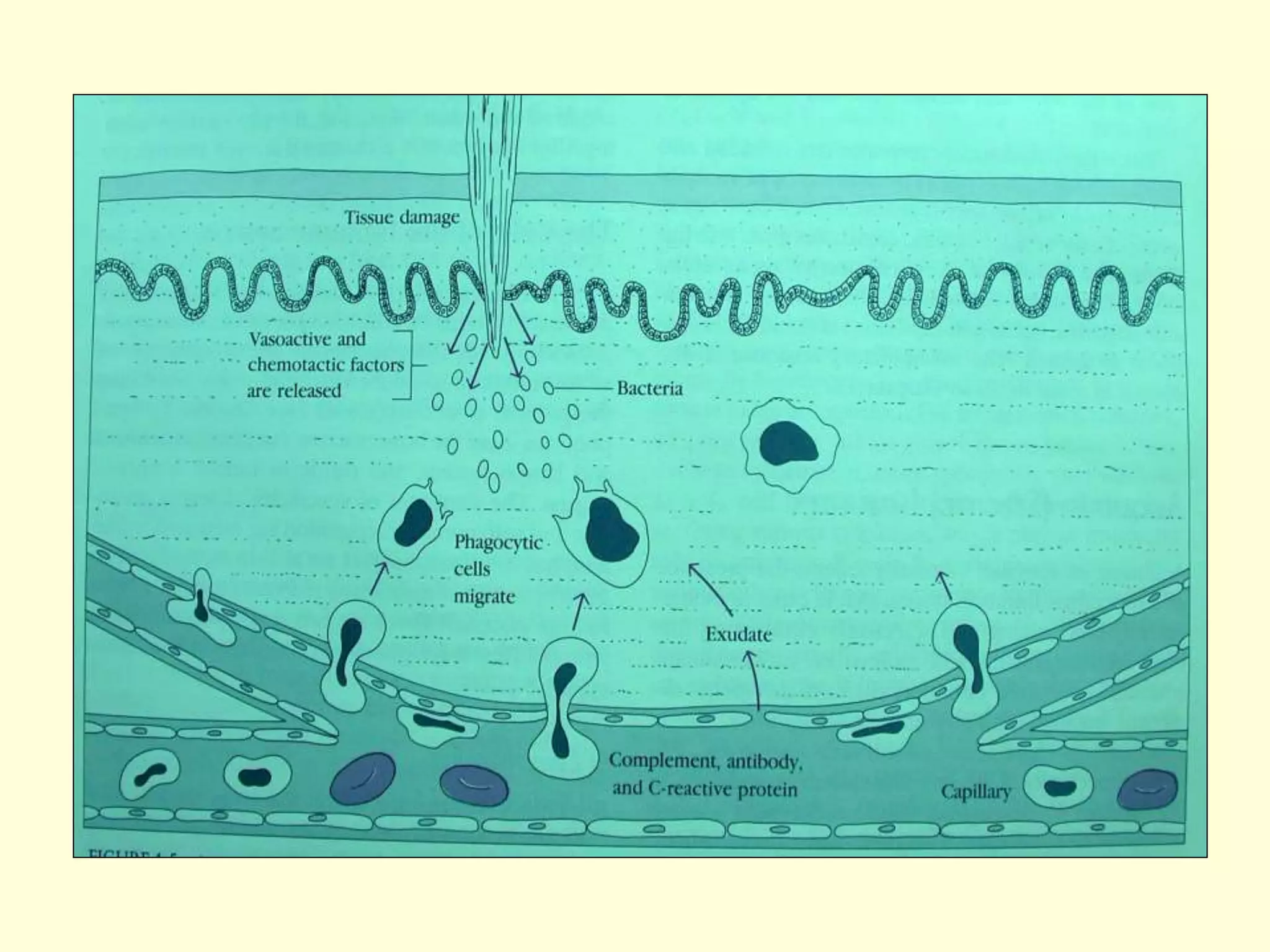 basic principles of immune system.ppt