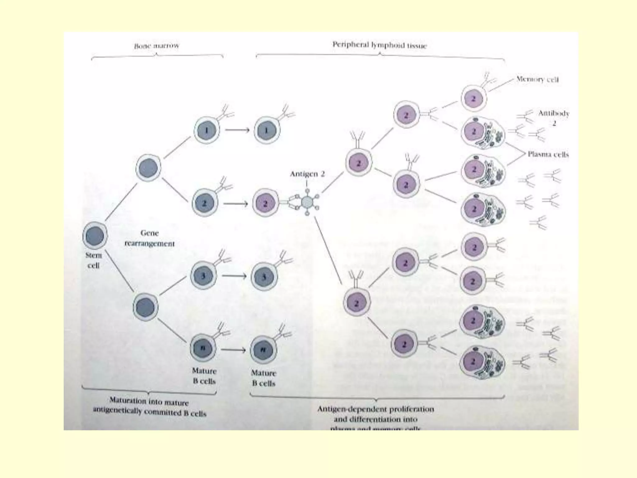basic principles of immune system.ppt