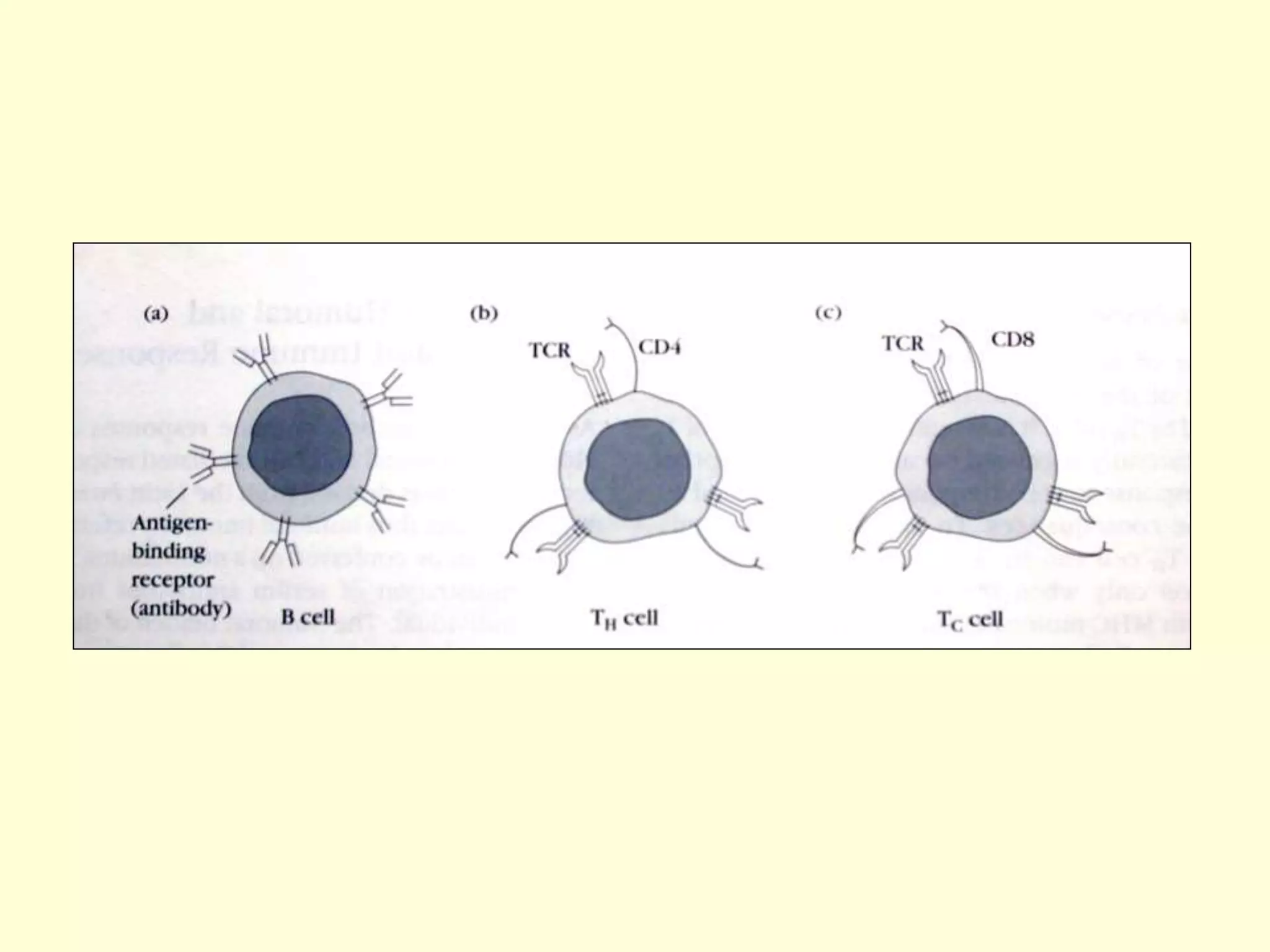 basic principles of immune system.ppt