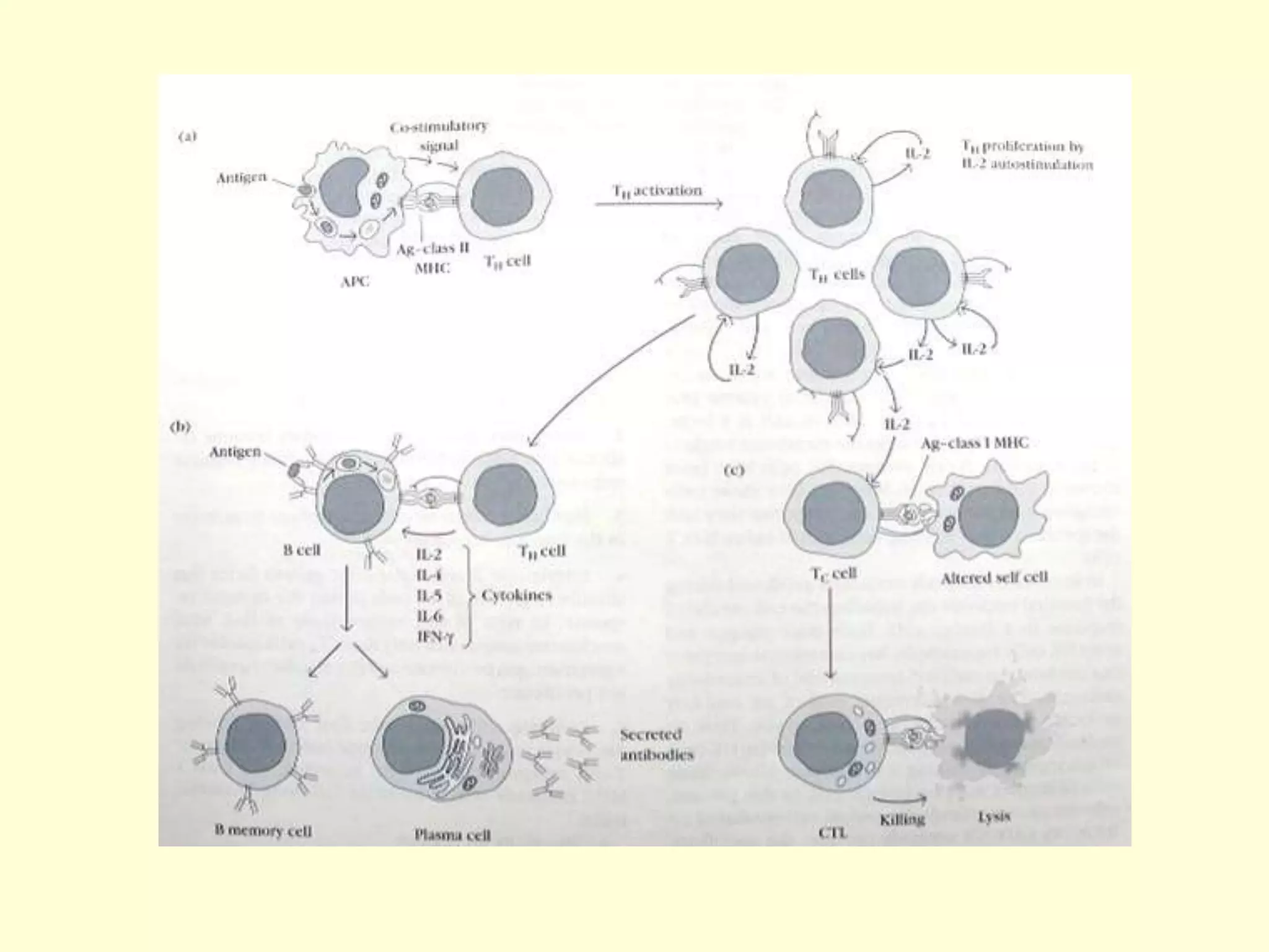 basic principles of immune system.ppt