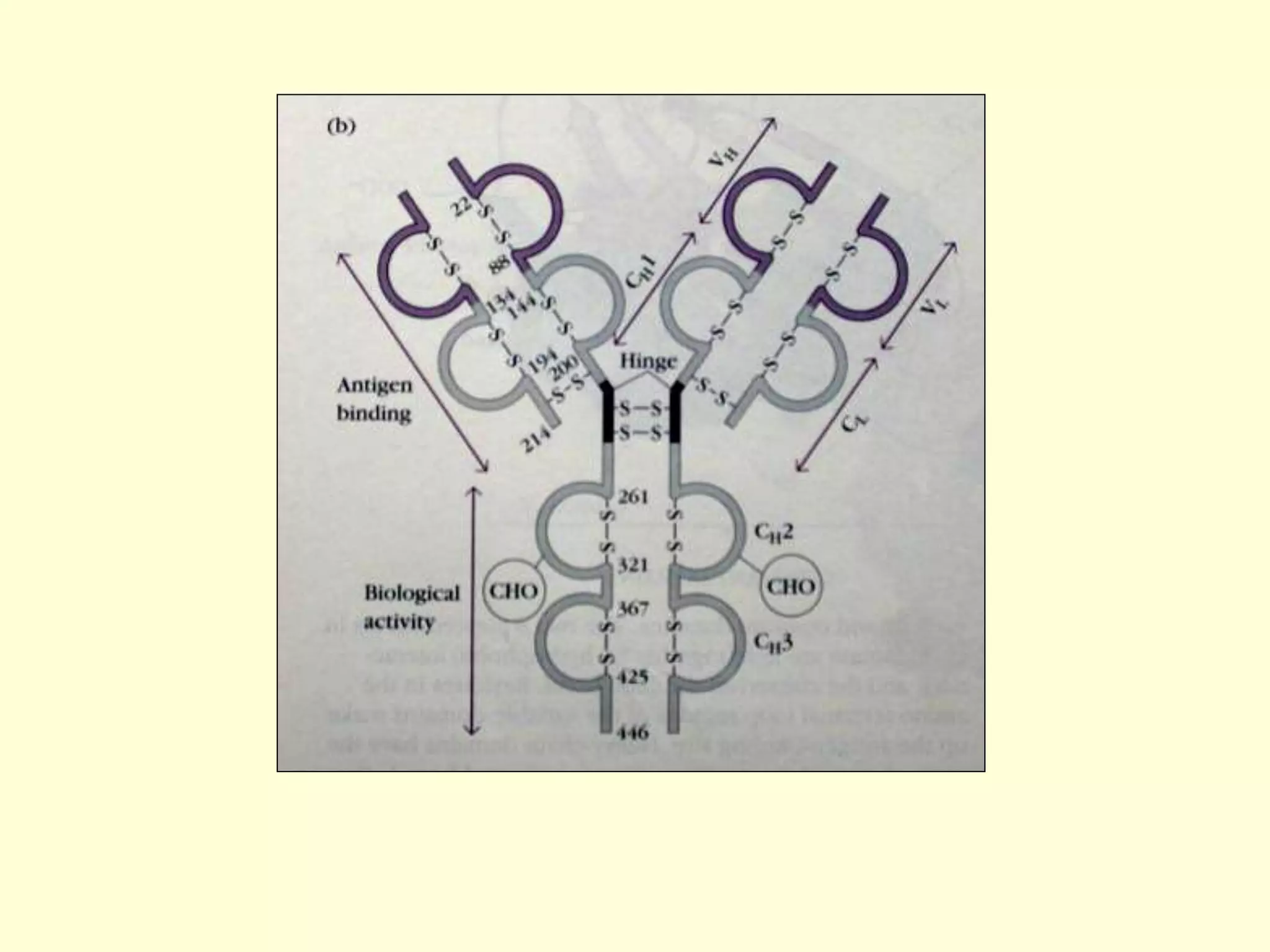 basic principles of immune system.ppt