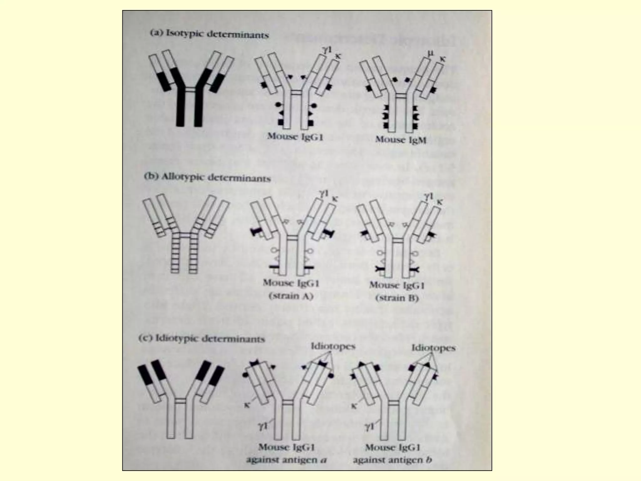 basic principles of immune system.ppt