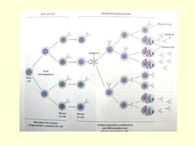 basic principles of immune system.ppt | Infectious Diseases | Diseases ...