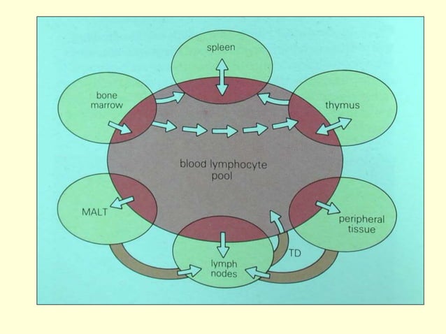 basic principles of immune system.ppt | Infectious Diseases | Diseases ...