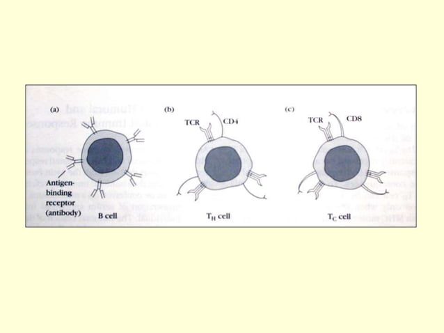 basic principles of immune system.ppt | Infectious Diseases | Diseases ...