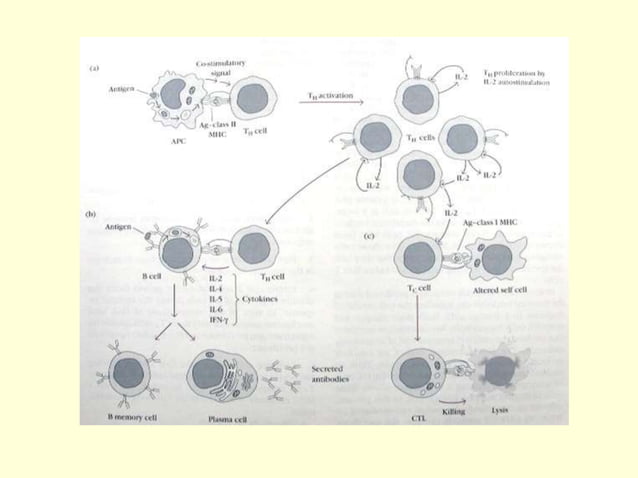 basic principles of immune system.ppt | Infectious Diseases | Diseases ...