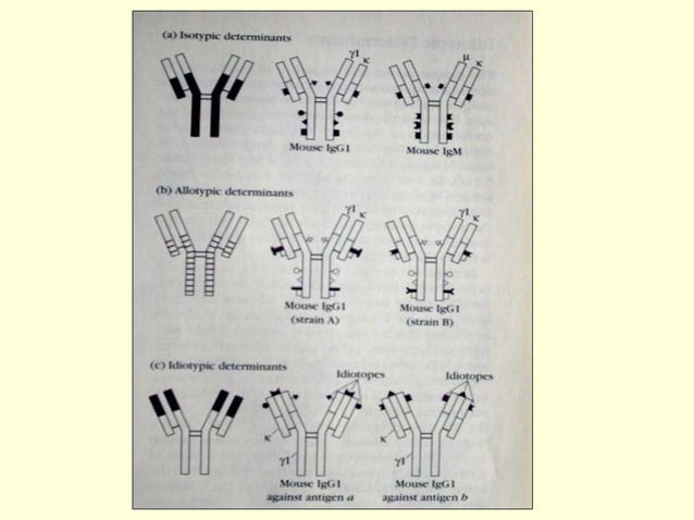 basic principles of immune system.ppt | Infectious Diseases | Diseases ...