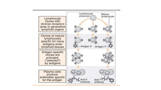 Basic principles of Immunology in detail.pptx