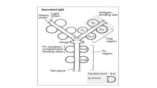 Basic principles of Immunology in detail.pptx