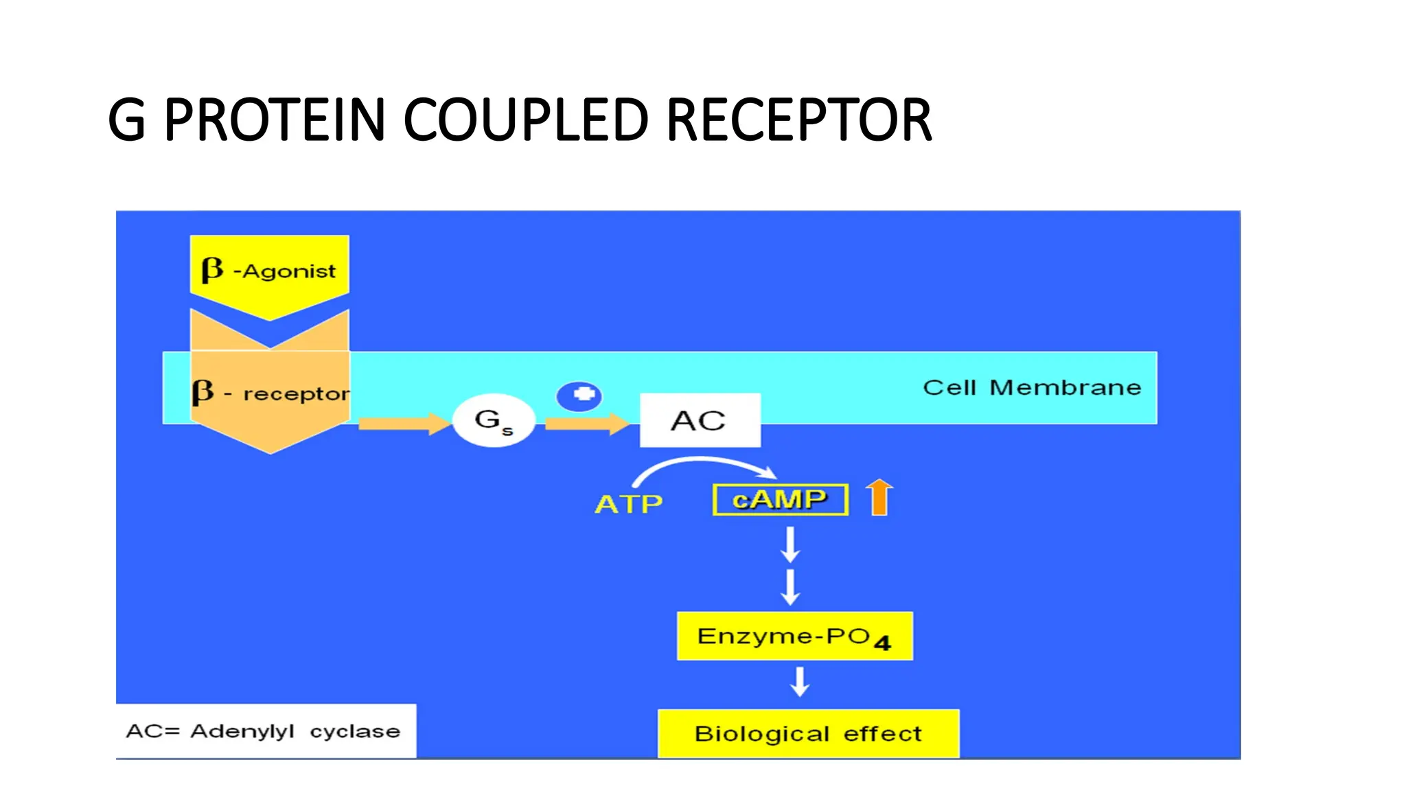 BASIC PRINCIPLES OF PHARMACODYNAMICS 2-1.pptx
