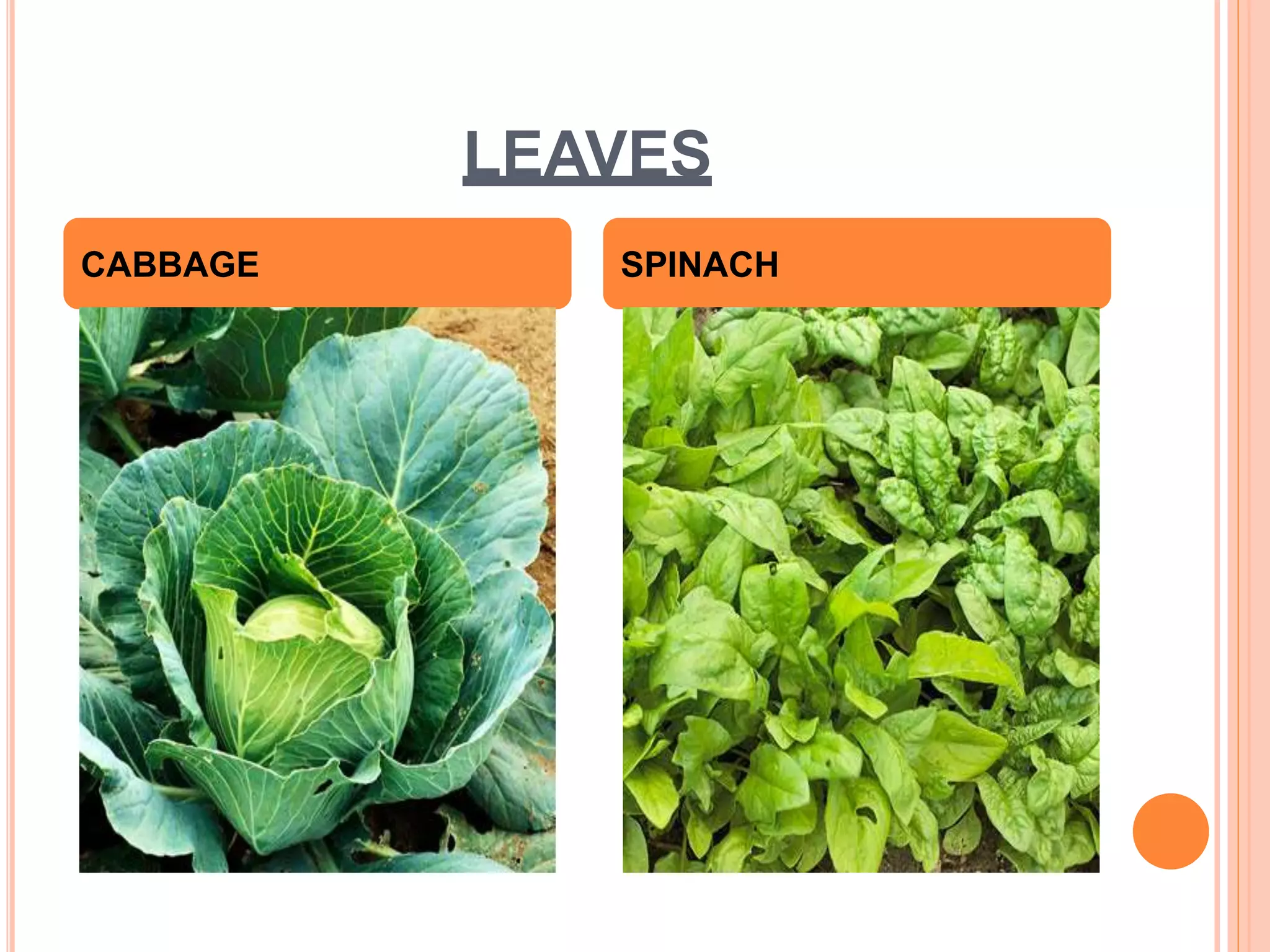 Basic principles of vegetables cookery | PPTX