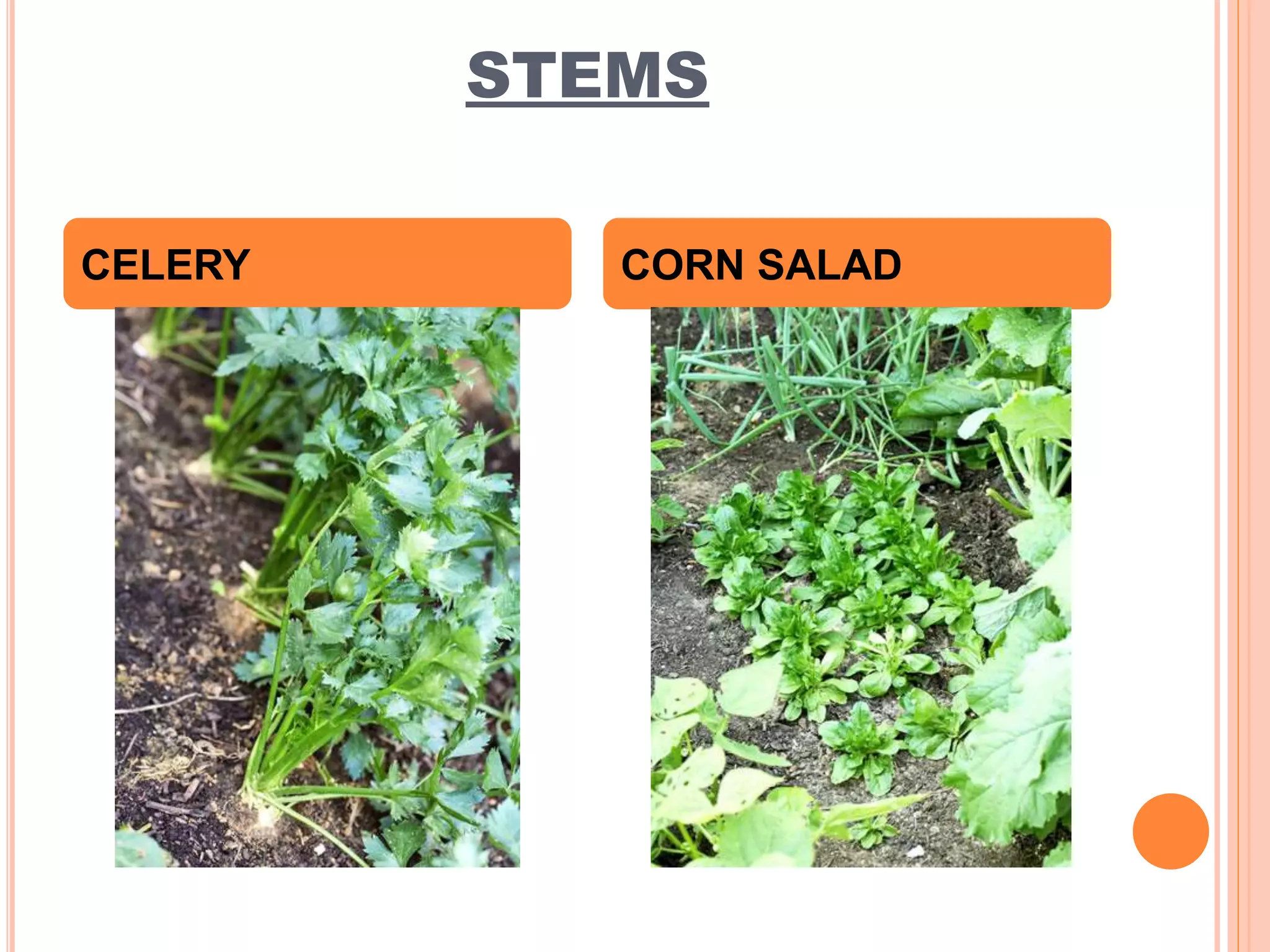 Basic principles of vegetables cookery | PPTX